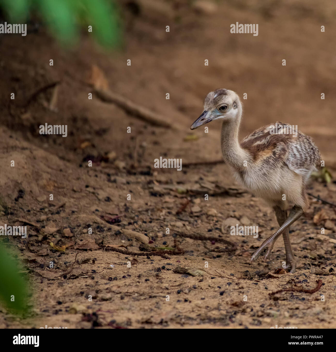 Baby emu hi-res stock photography and images - Alamy