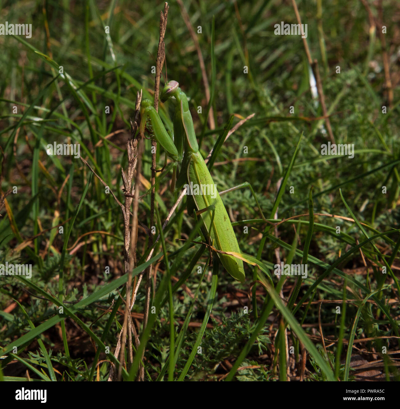 Praying mantis in the grass Stock Photo - Alamy