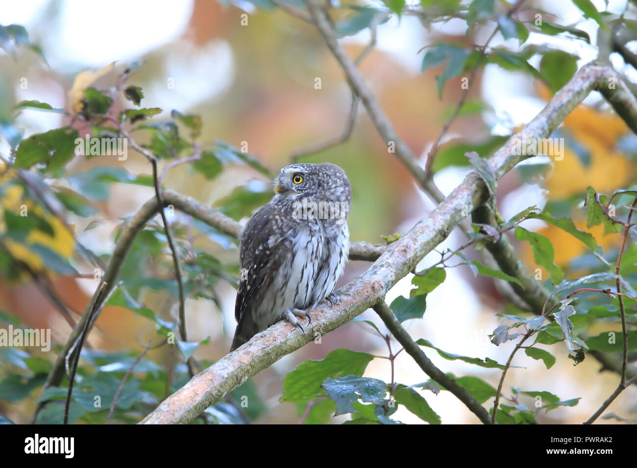 Eurasian pygmy owl-Swabian Jura,Swabian Alps,Baden-Württemberg, Germany ...
