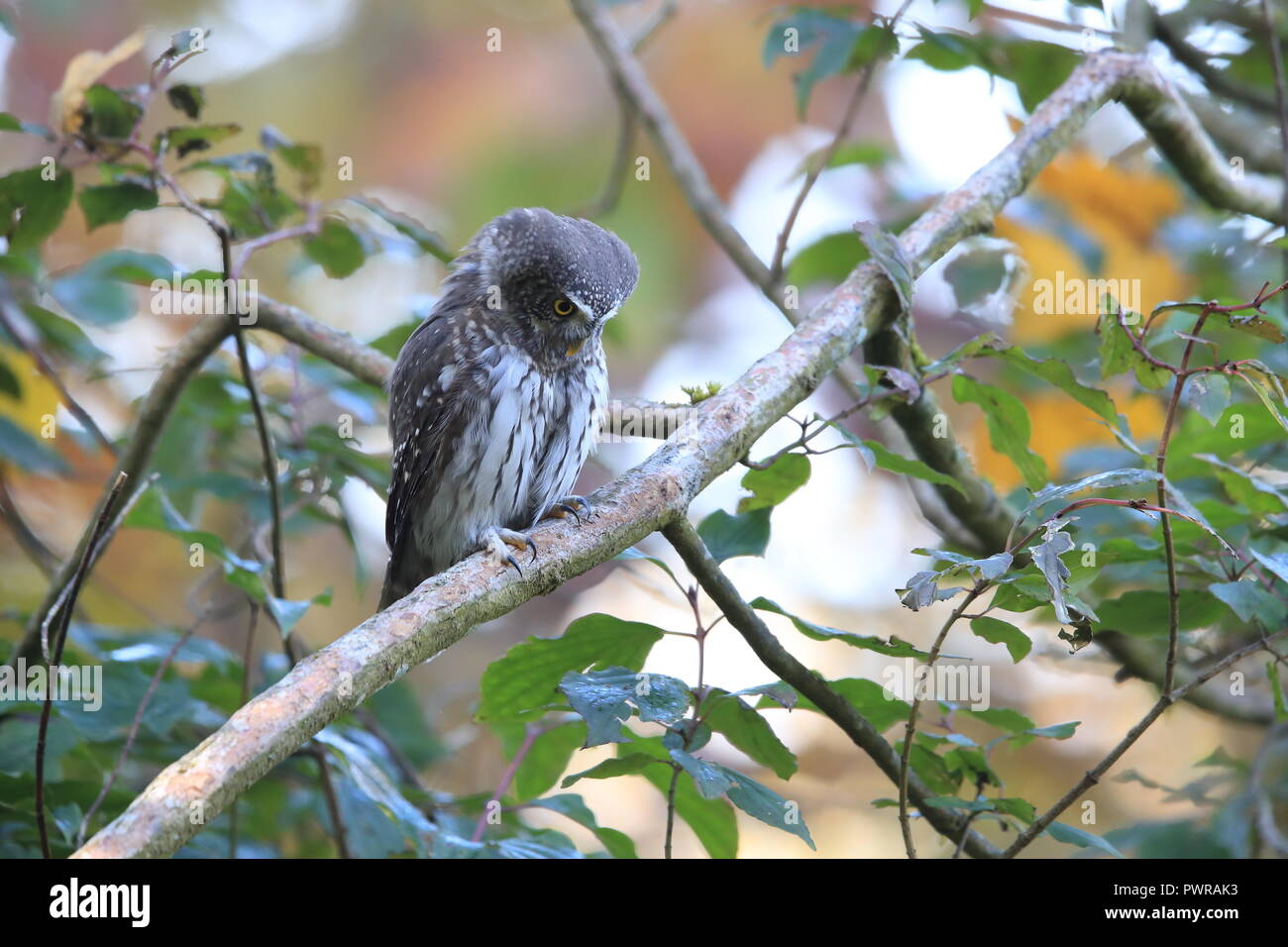 Eurasian pygmy owl-Swabian Jura,Swabian Alps,Baden-Württemberg, Germany ...