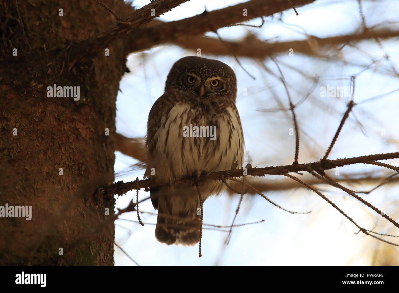 Eurasian pygmy owl-Swabian Jura,Swabian Alps,Baden-Württemberg, Germany ...