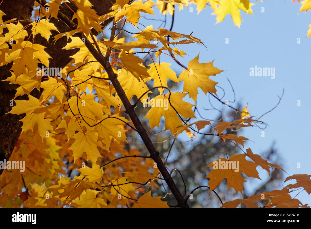 Glowing yellow leaves hi-res stock photography and images - Alamy
