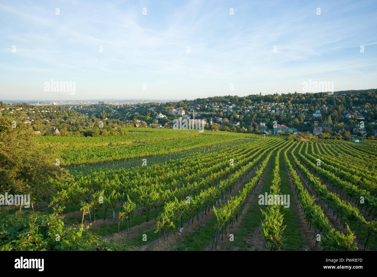 Wien, Weinberge bei Neustift/Walde - Vienna, Grapes near Neustift/Walde ...