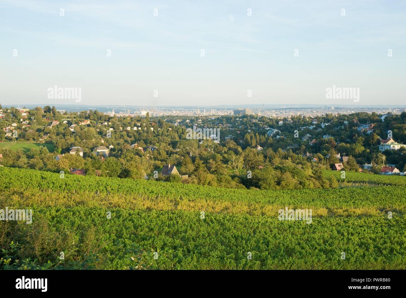 Wien, Weinberge bei Neustift/Walde - Vienna, Grapes near Neustift/Walde ...