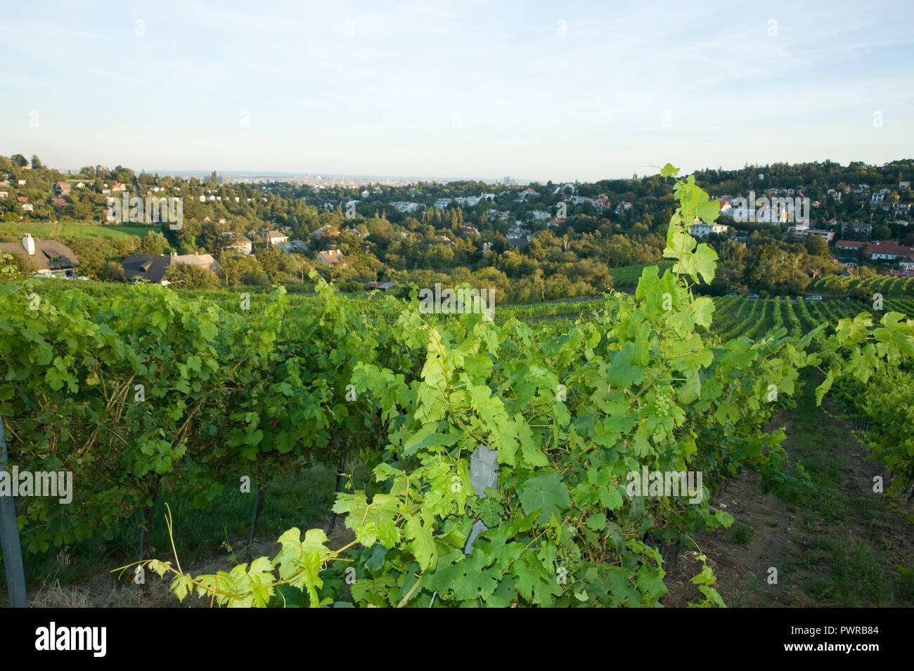 Wien, Weinberge bei Neustift/Walde - Vienna, Grapes near Neustift/Walde ...