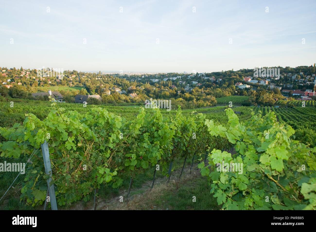 Wien, Weinberge bei Neustift/Walde - Vienna, Grapes near Neustift/Walde ...