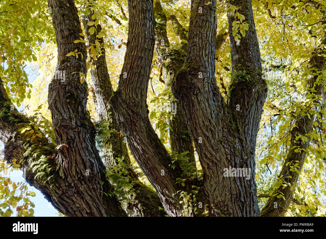 Elm tree bark hi-res stock photography and images - Alamy