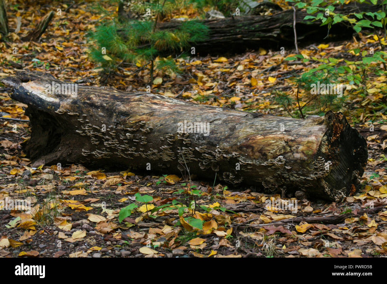 Log in the Woods Stock Photo - Alamy