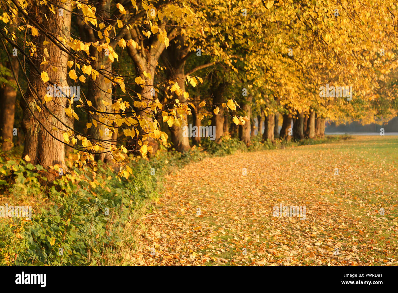 Autumn in the forest with colorful fall leaves Stock Photo - Alamy