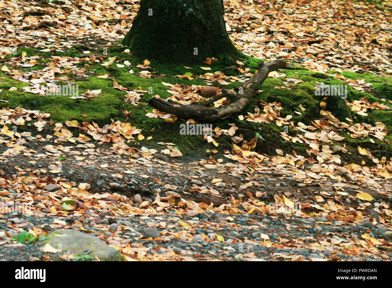 Fall wood hi-res stock photography and images - Alamy