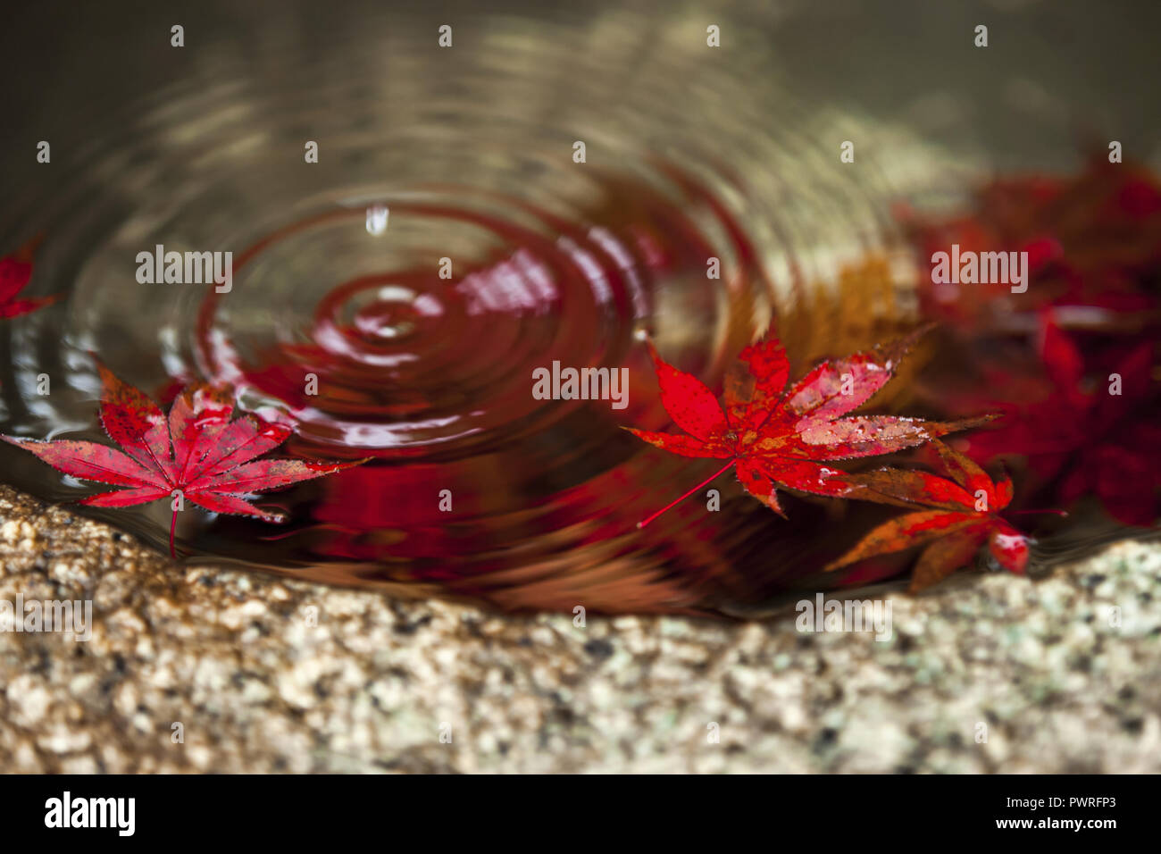 maple on water Stock Photo - Alamy