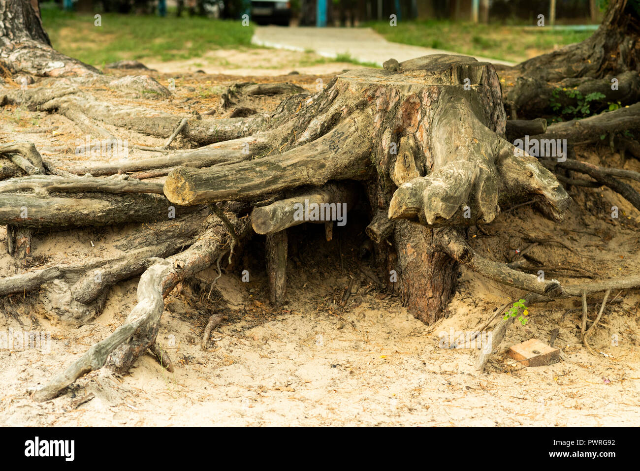 old roots of a tree Stock Photo - Alamy