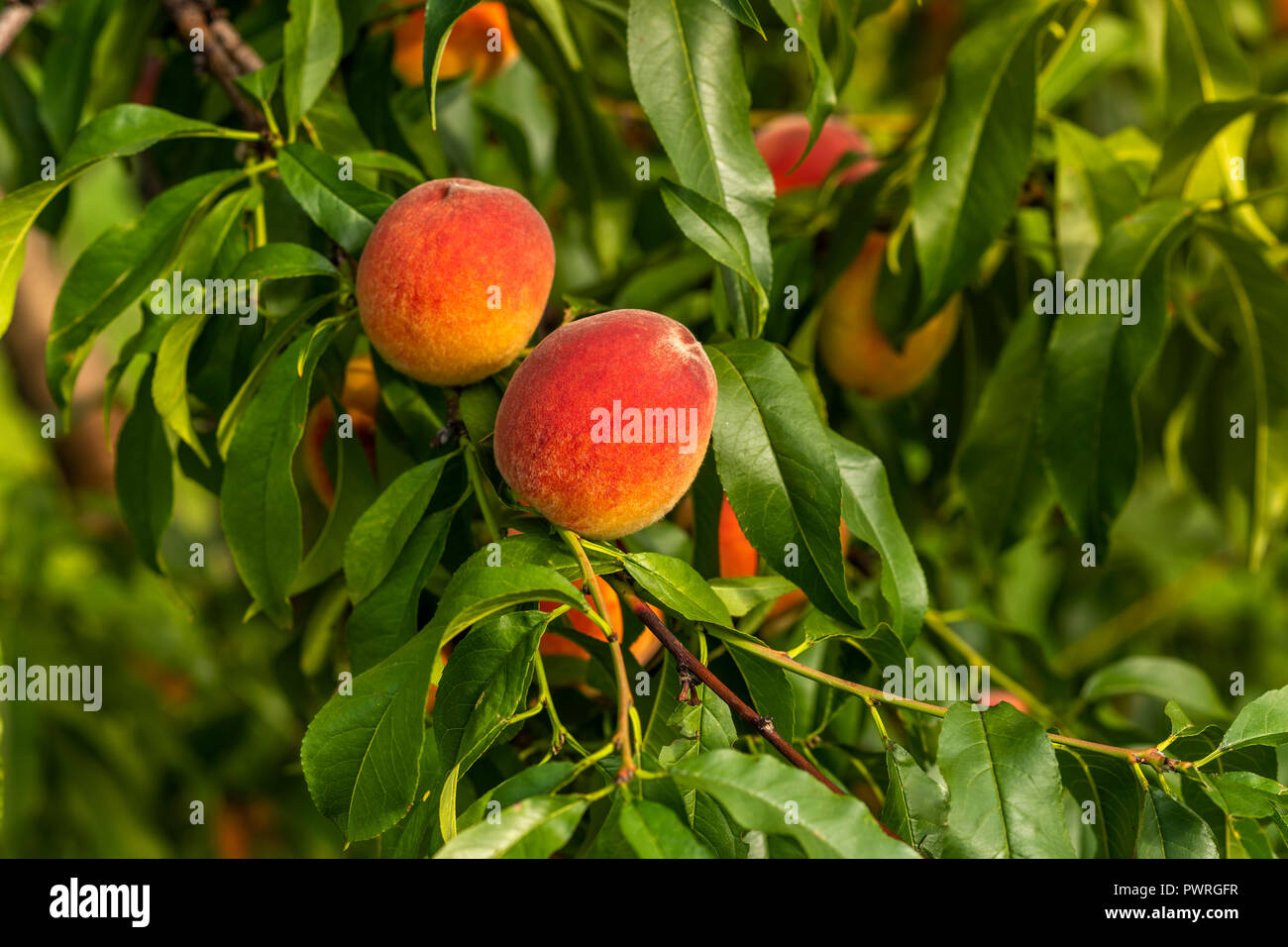 Bone orchard hi-res stock photography and images - Alamy