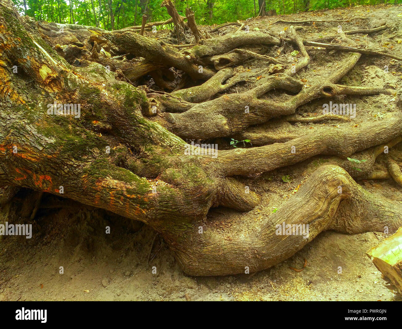 old tree roots Stock Photo - Alamy