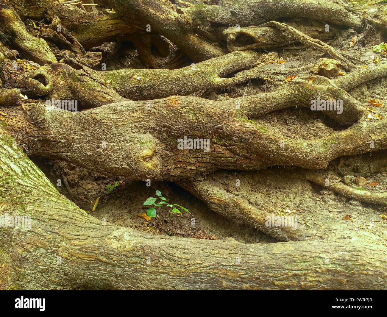 old tree roots Stock Photo - Alamy