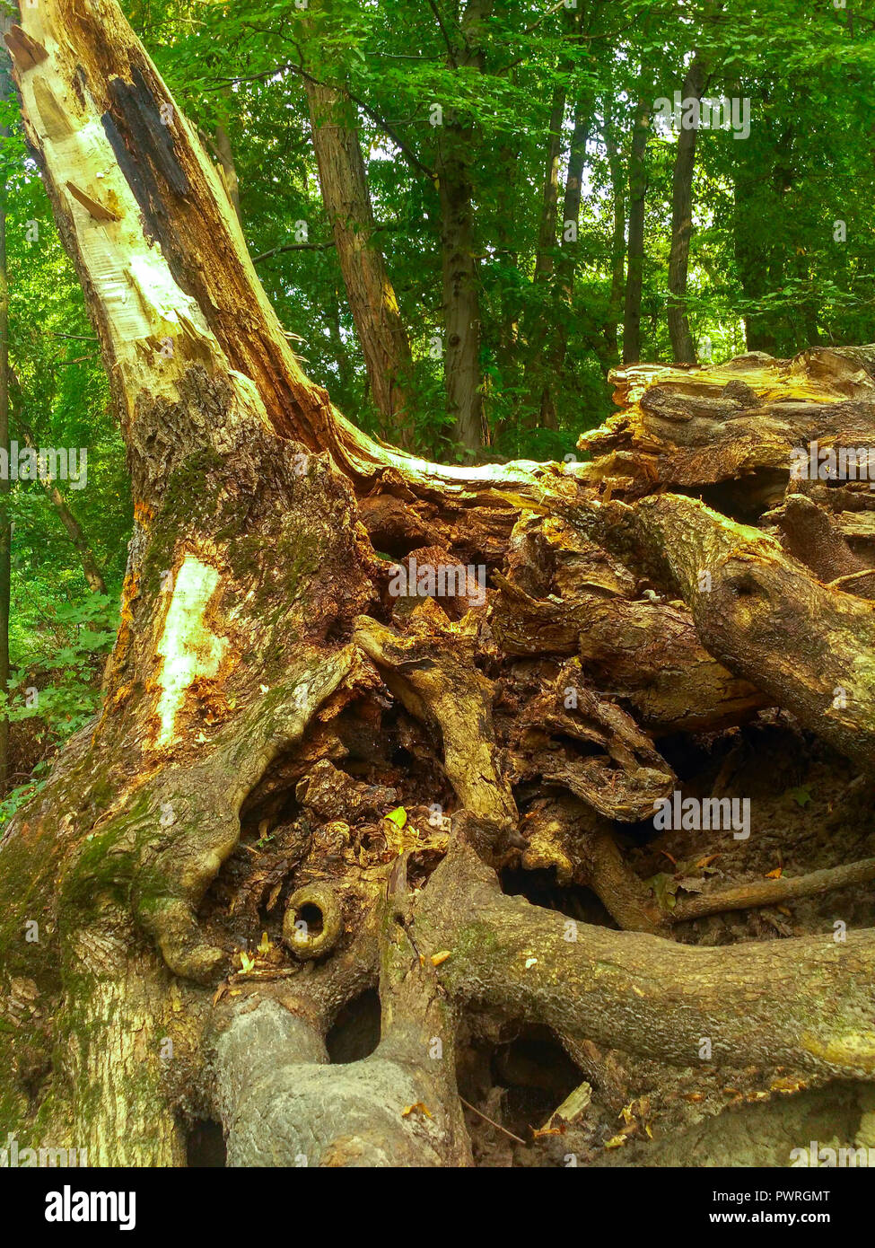 old tree roots Stock Photo - Alamy