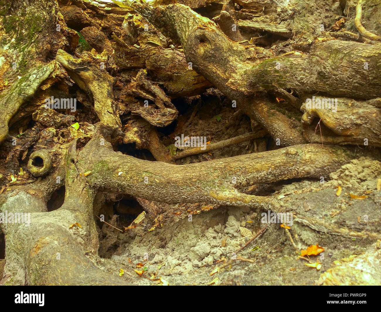 old tree roots Stock Photo - Alamy