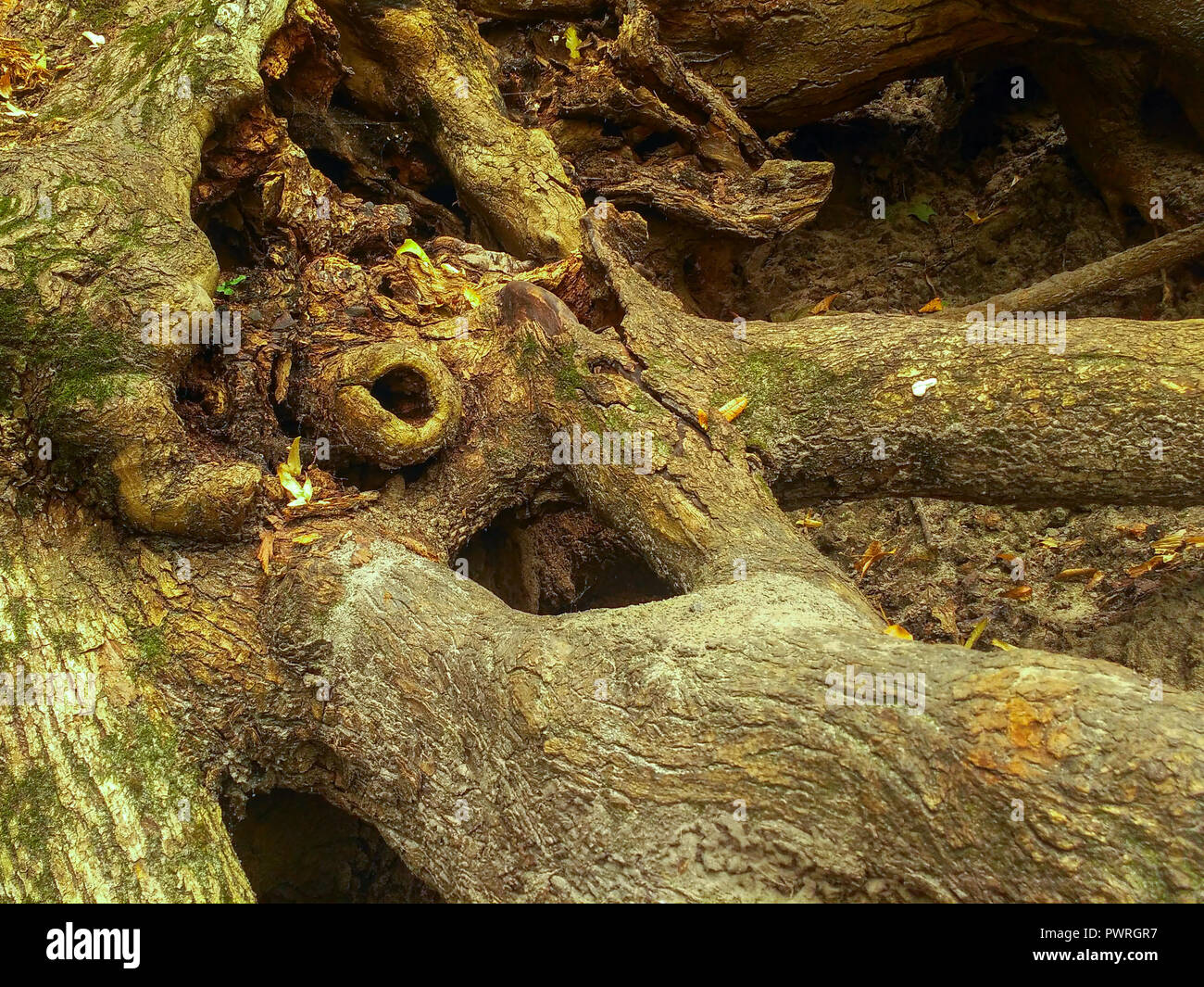 old tree roots Stock Photo - Alamy