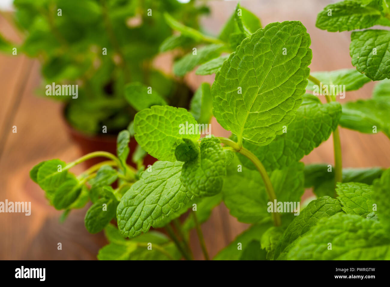 Trailing herbs hi-res stock photography and images - Alamy