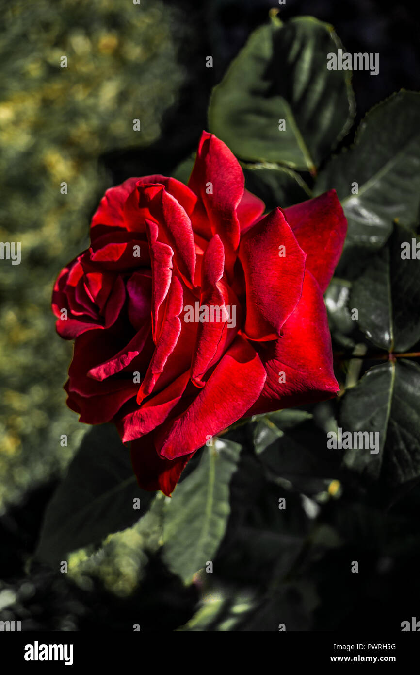 Beautiful colorful Rose Flower on garden background Stock Photo - Alamy