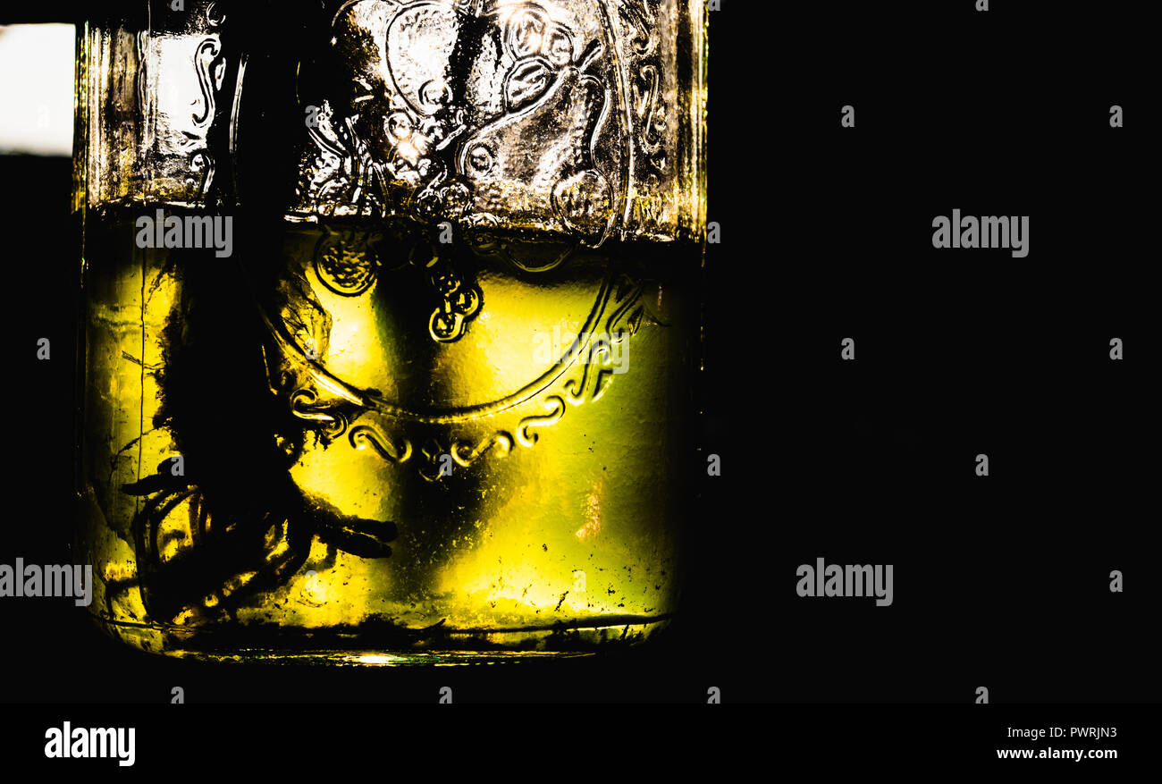 Plant growing in an algae mossy water inside a canning jar Stock Photo ...