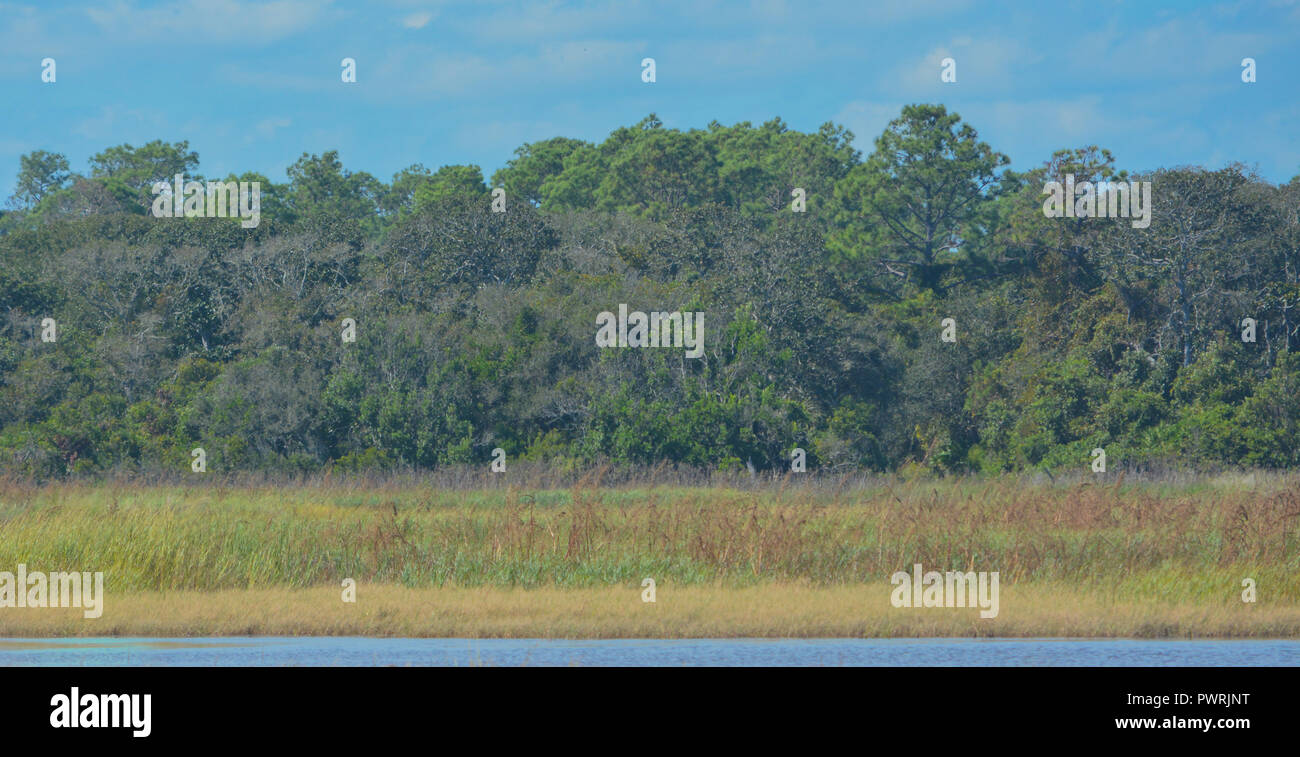Guana River Wildlife Management Area in Florida Stock Photo - Alamy