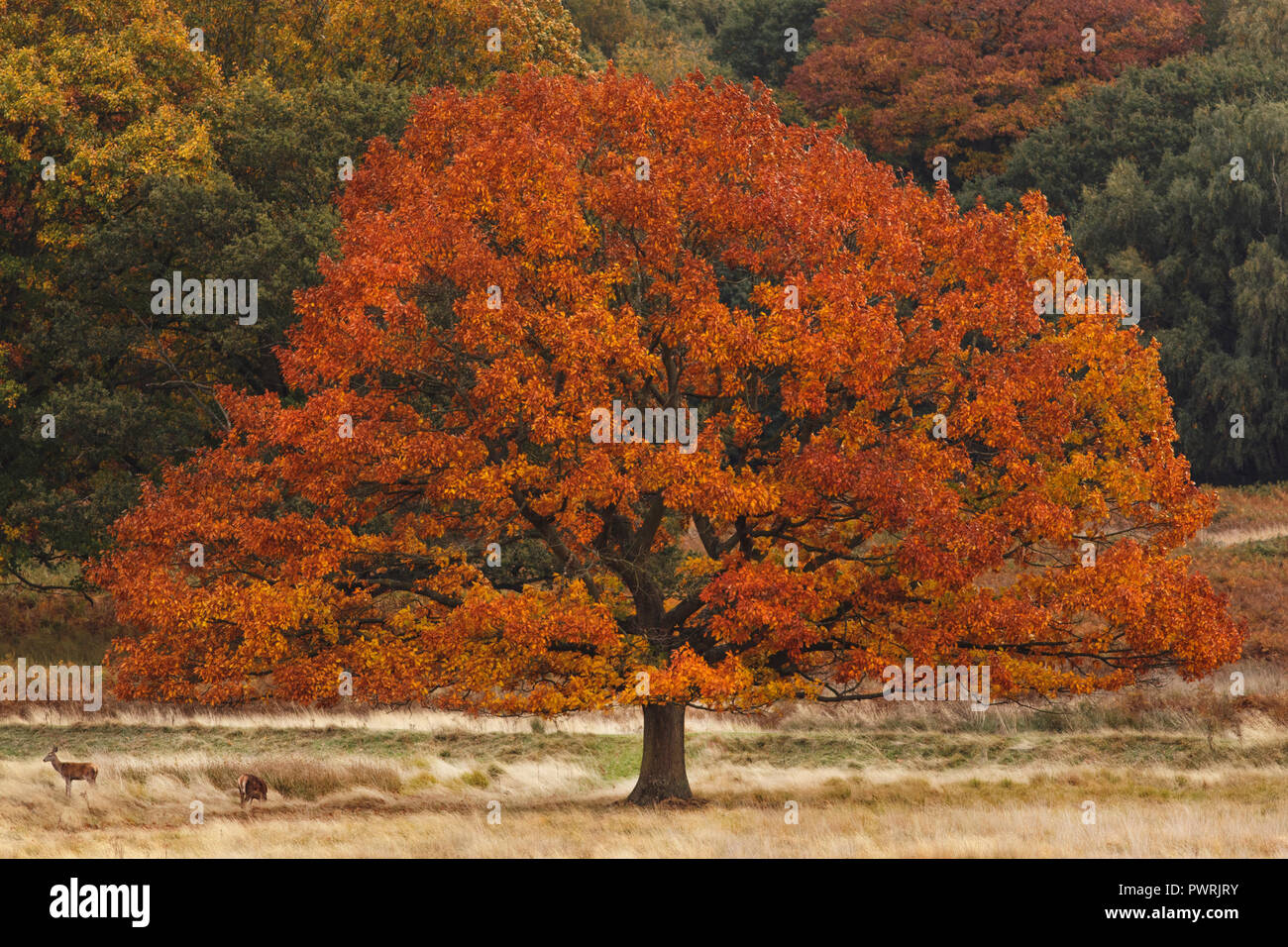 Deer under tree hi-res stock photography and images - Alamy