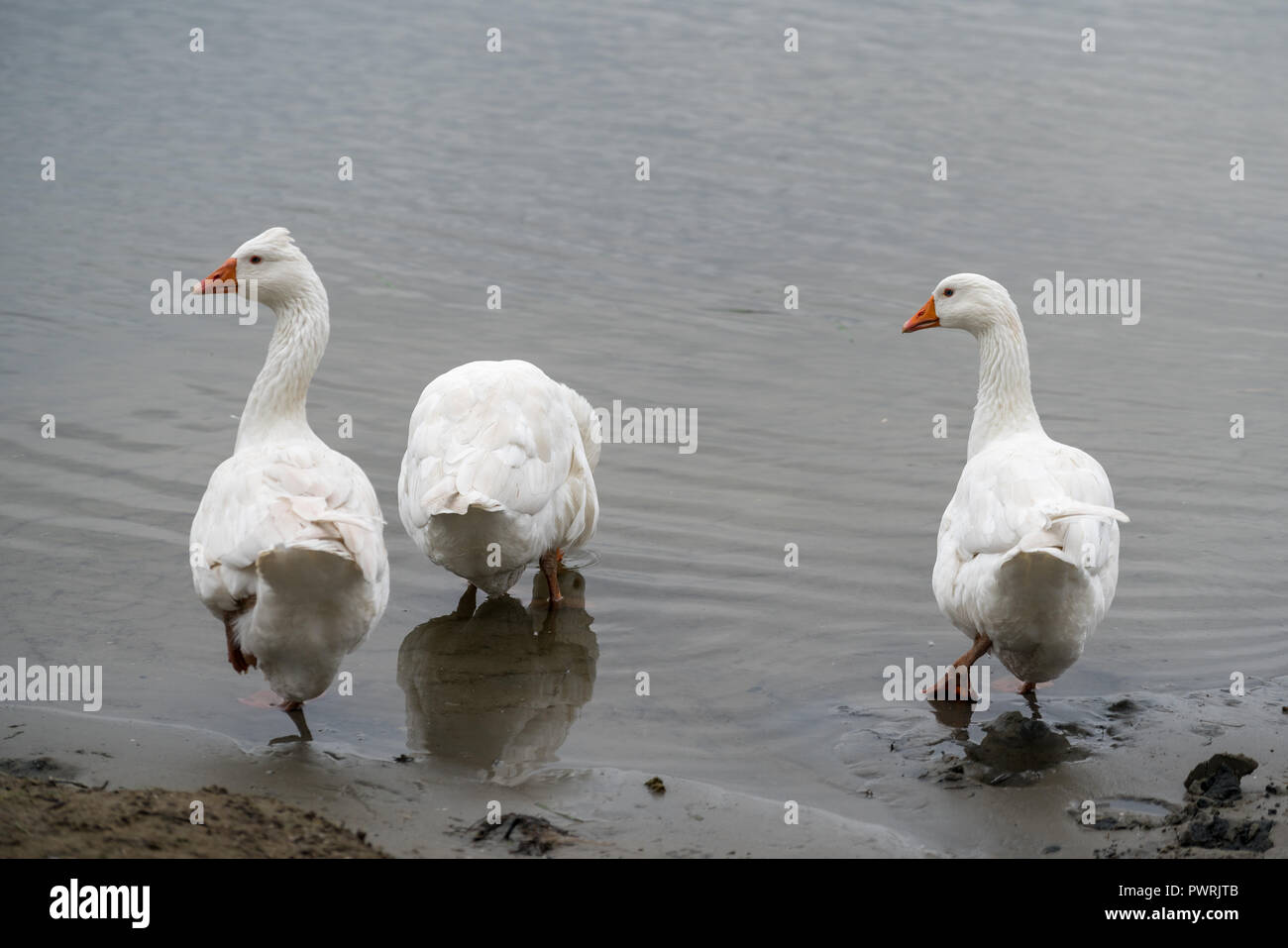 Roman Tufted Geese in the Danube Delta Stock Photo - Alamy