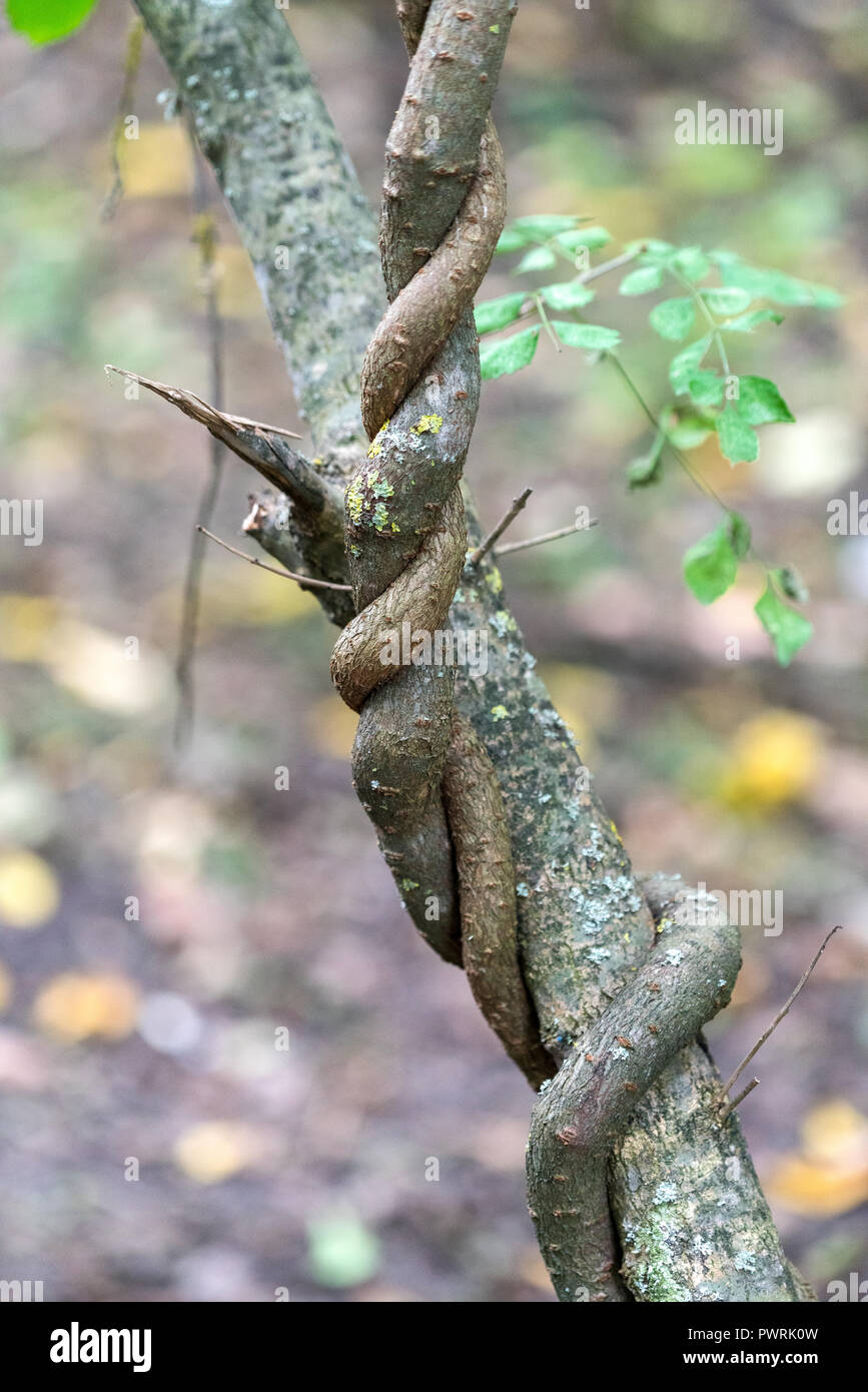 Vine wrapped around tree hi-res stock photography and images - Alamy