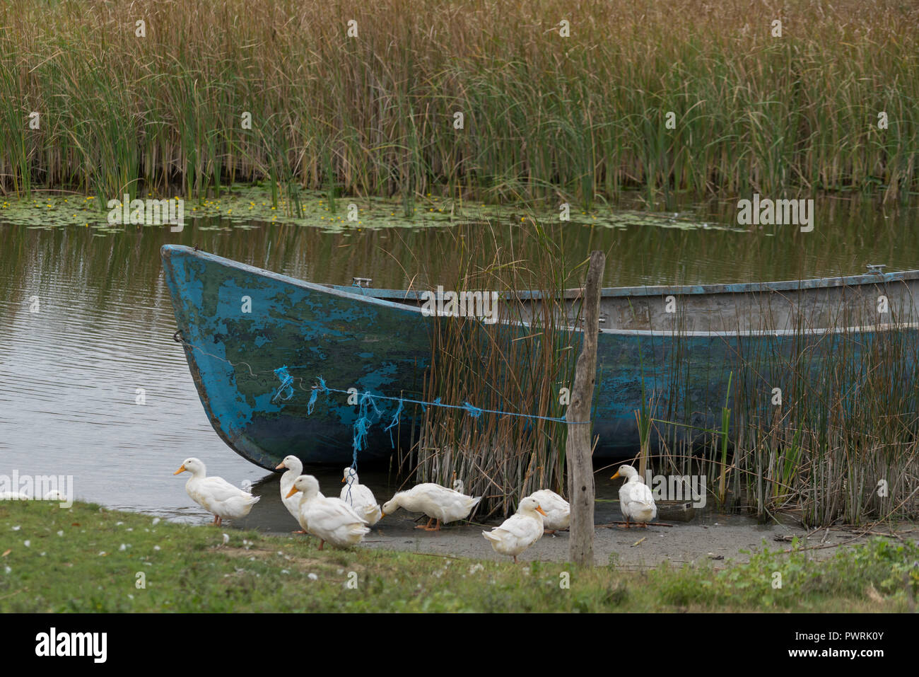 SULINA, DANUBE DELTA/ROMANIA - SEPTEMBER 23 : Domesticated ducks by a ...