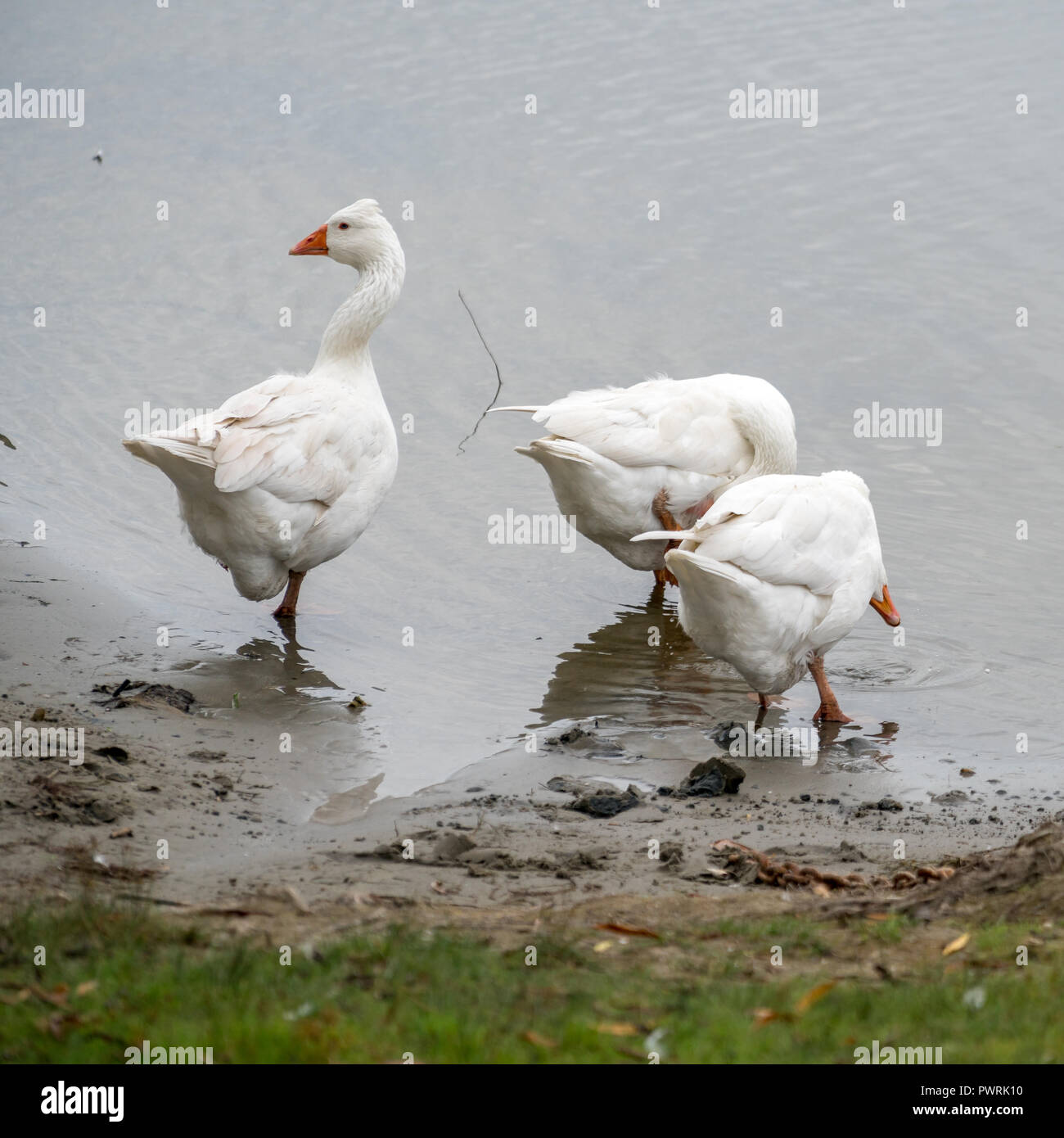 Roman danube hi-res stock photography and images - Alamy