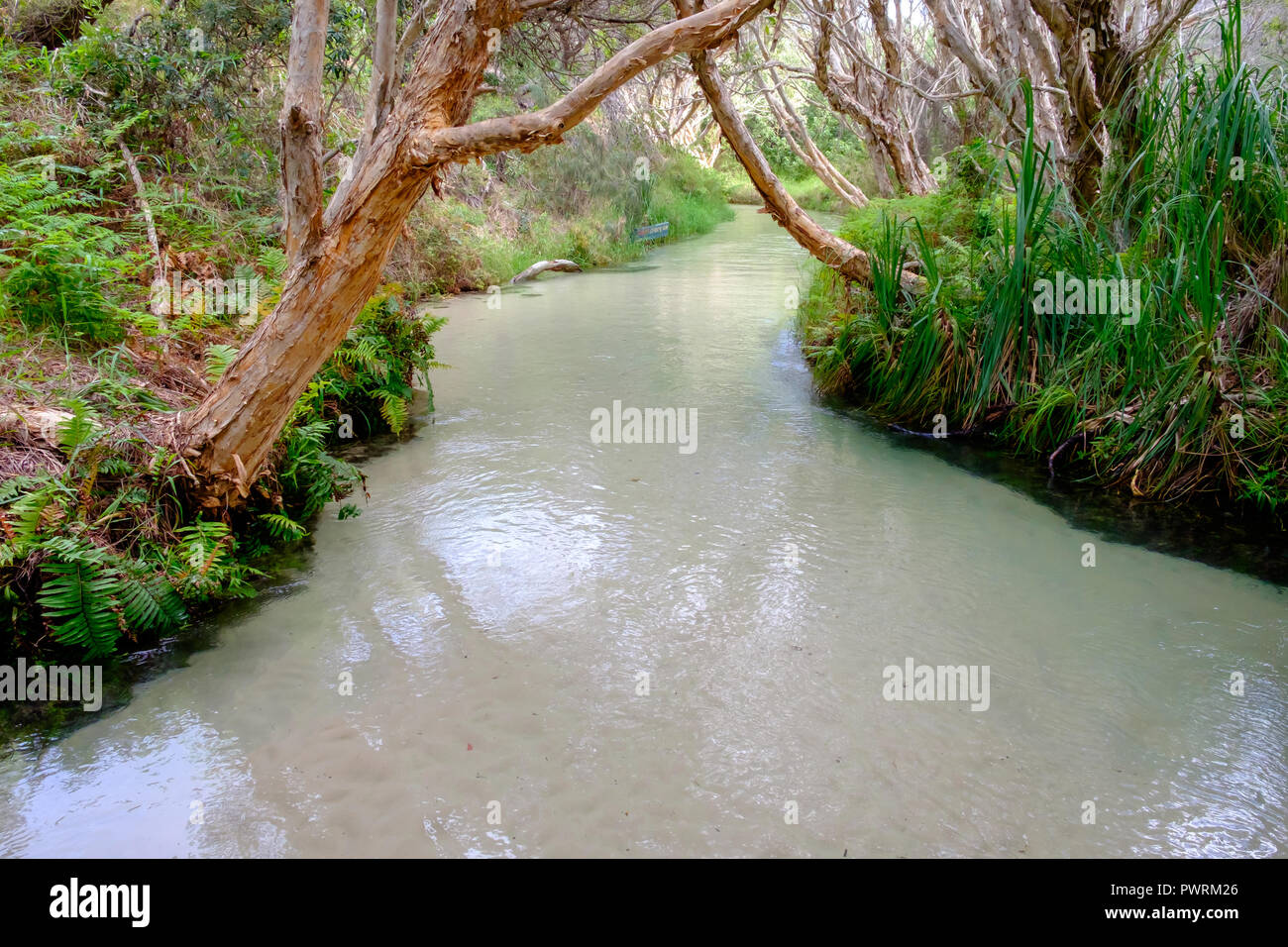 Eli Creek - Fraser Island Stock Photo - Alamy