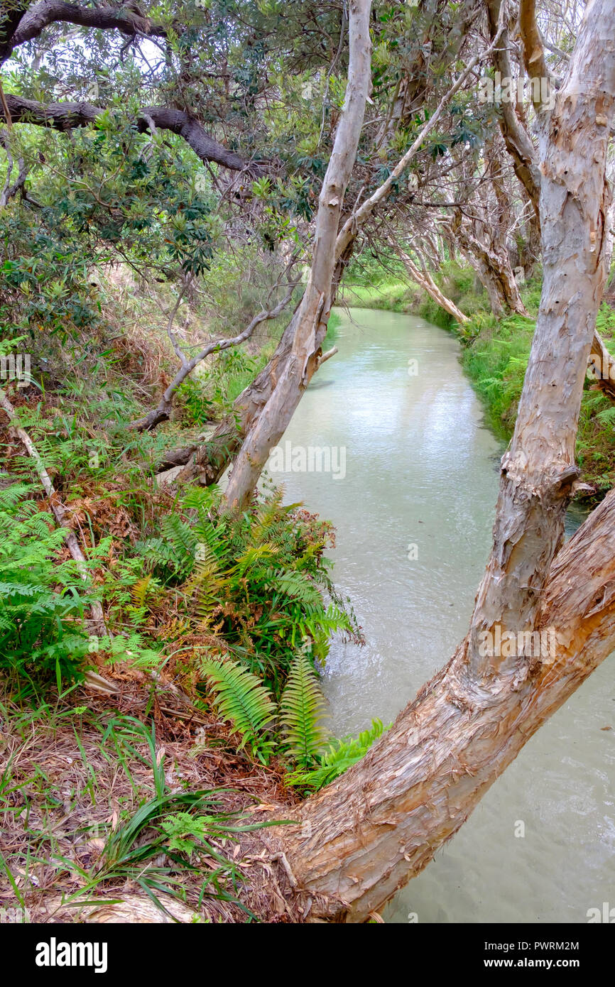 Eli Creek - Fraser Island Stock Photo - Alamy