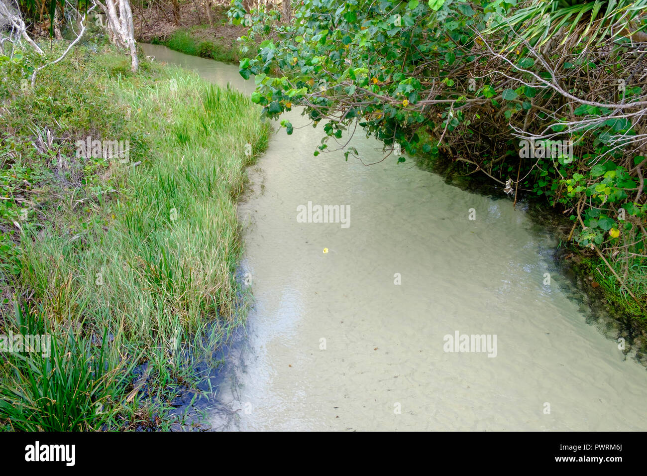 Eli Creek - Fraser Island Stock Photo - Alamy