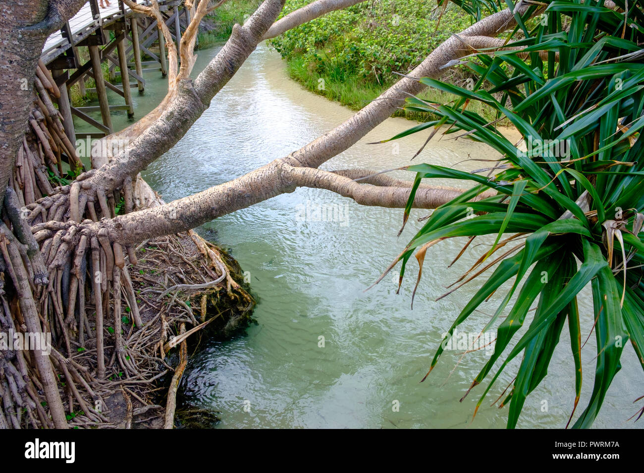 Eli Creek - Fraser Island Stock Photo - Alamy