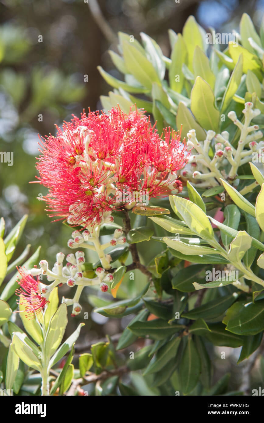 Red Spiky Flower Stock Photos & Red Spiky Flower Stock Images - Alamy