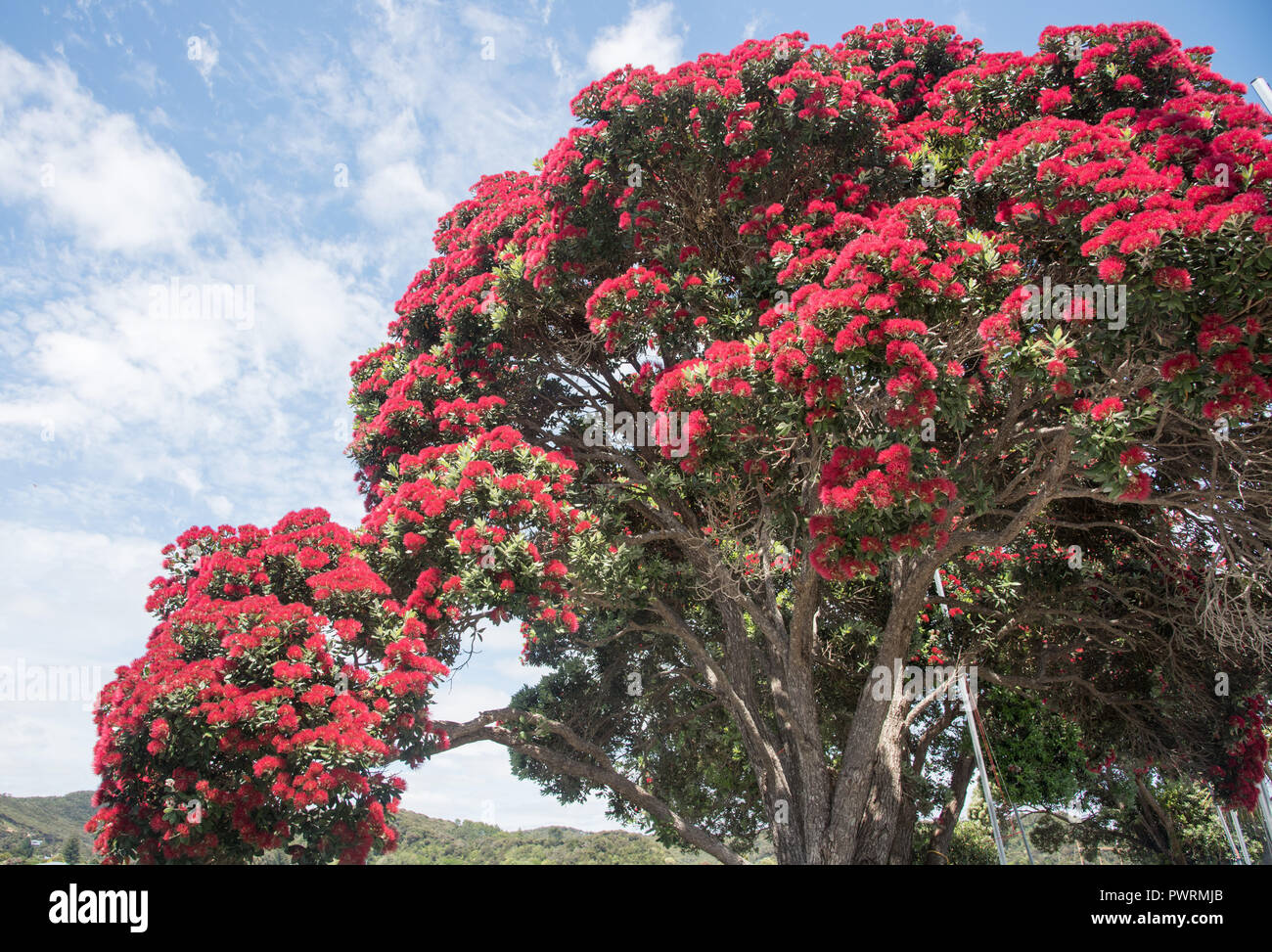 Red Spiky Flower High Resolution Stock Photography and Images - Alamy