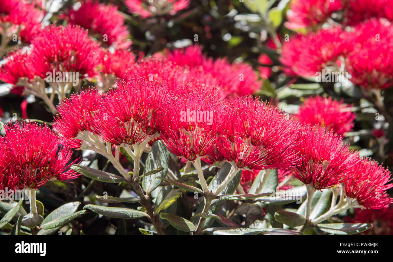 Red Spiky Flower High Resolution Stock Photography and Images - Alamy