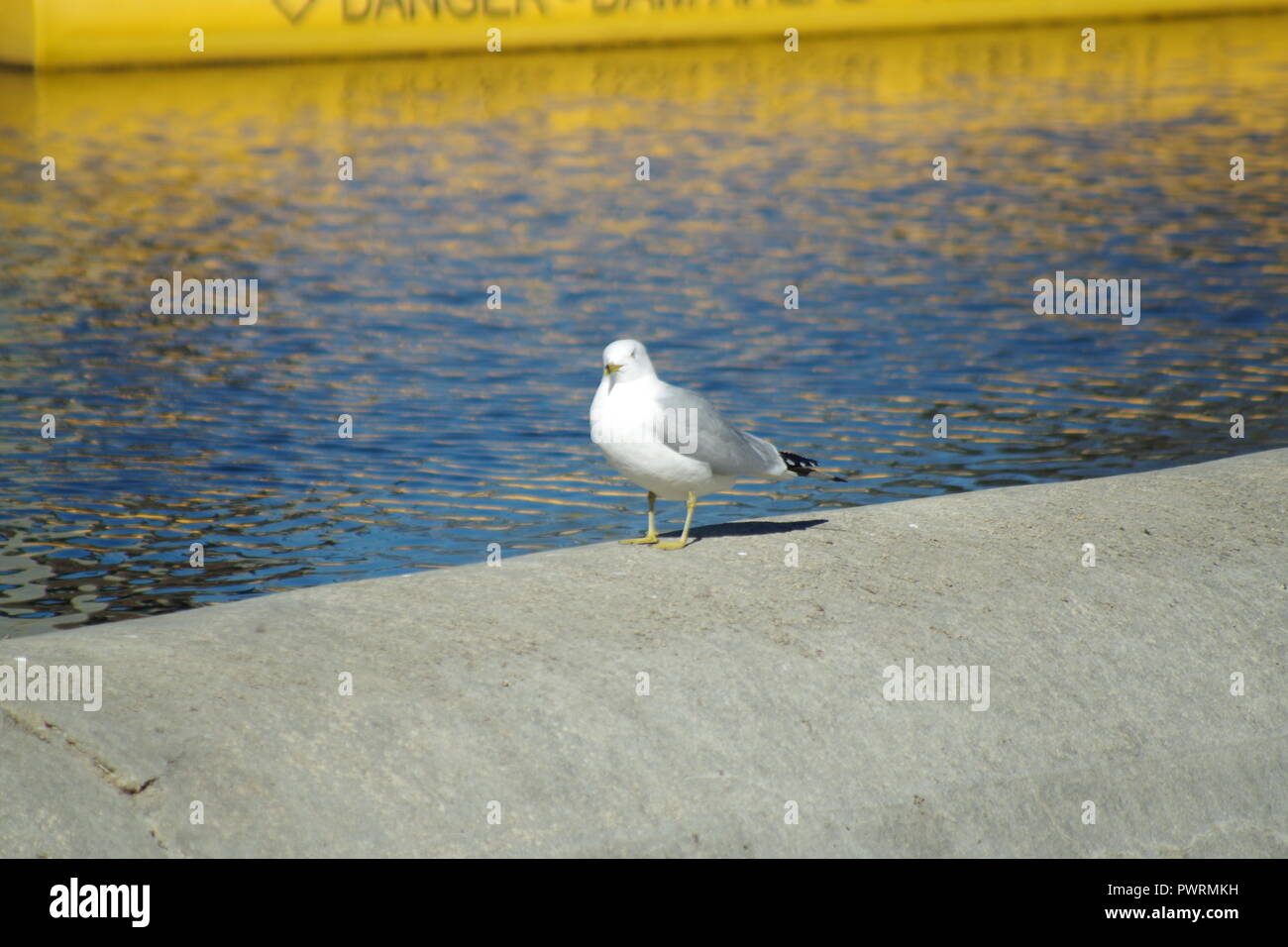 Pigeon on concrete Stock Photo - Alamy