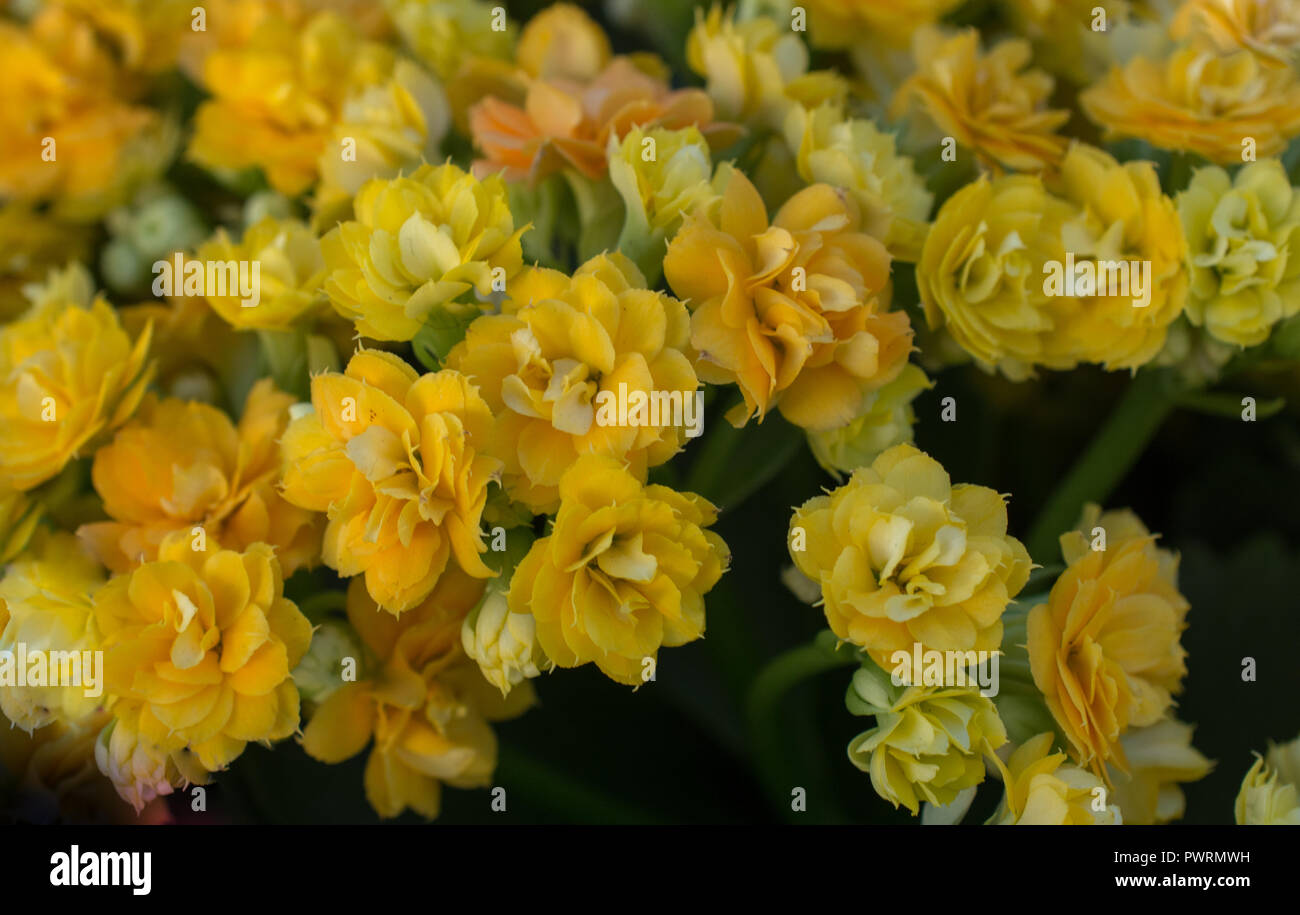 Beautiful colorful natural spring flowers as a nature background Stock ...