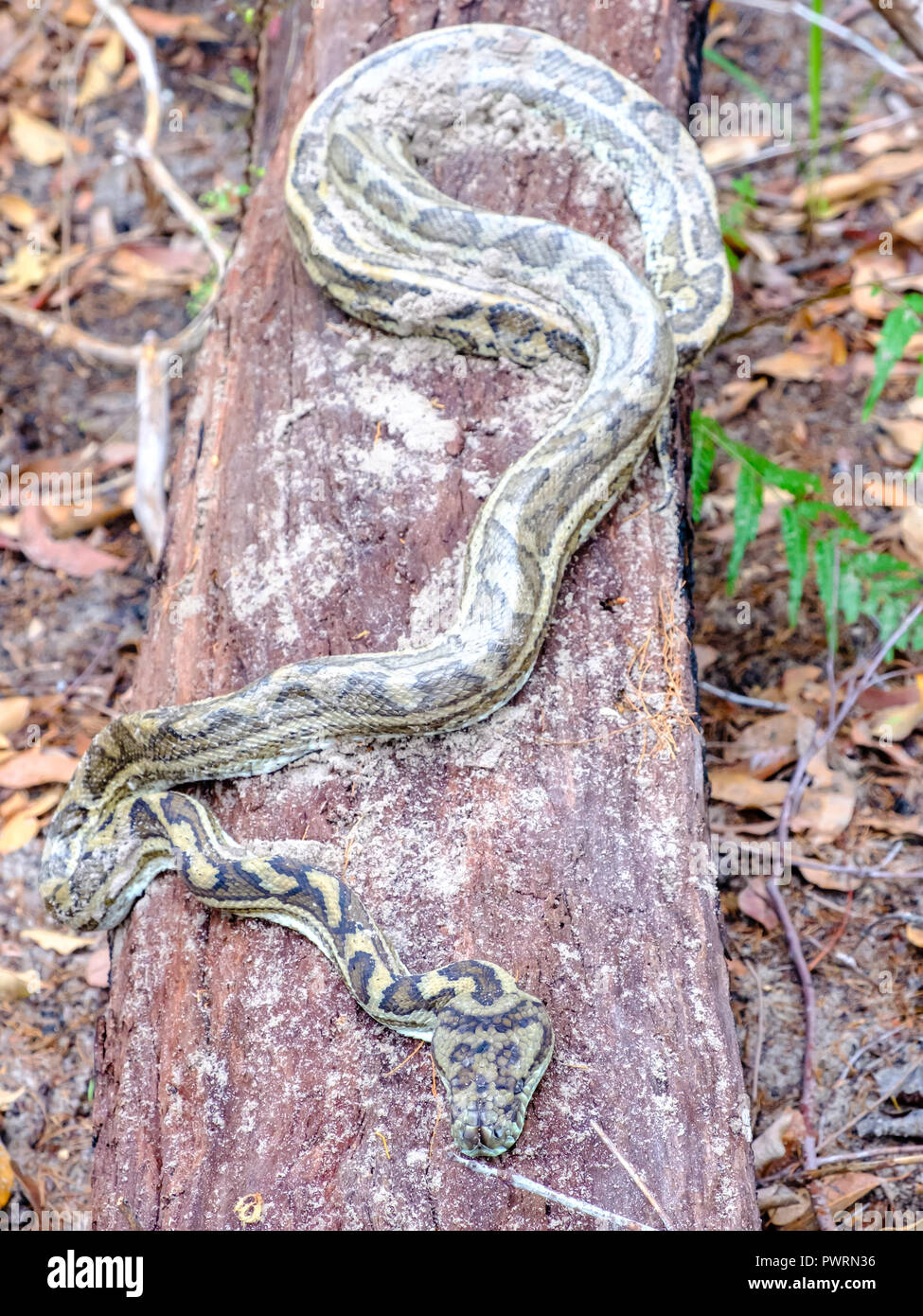Lake Wabby - Fraser Island Stock Photo - Alamy