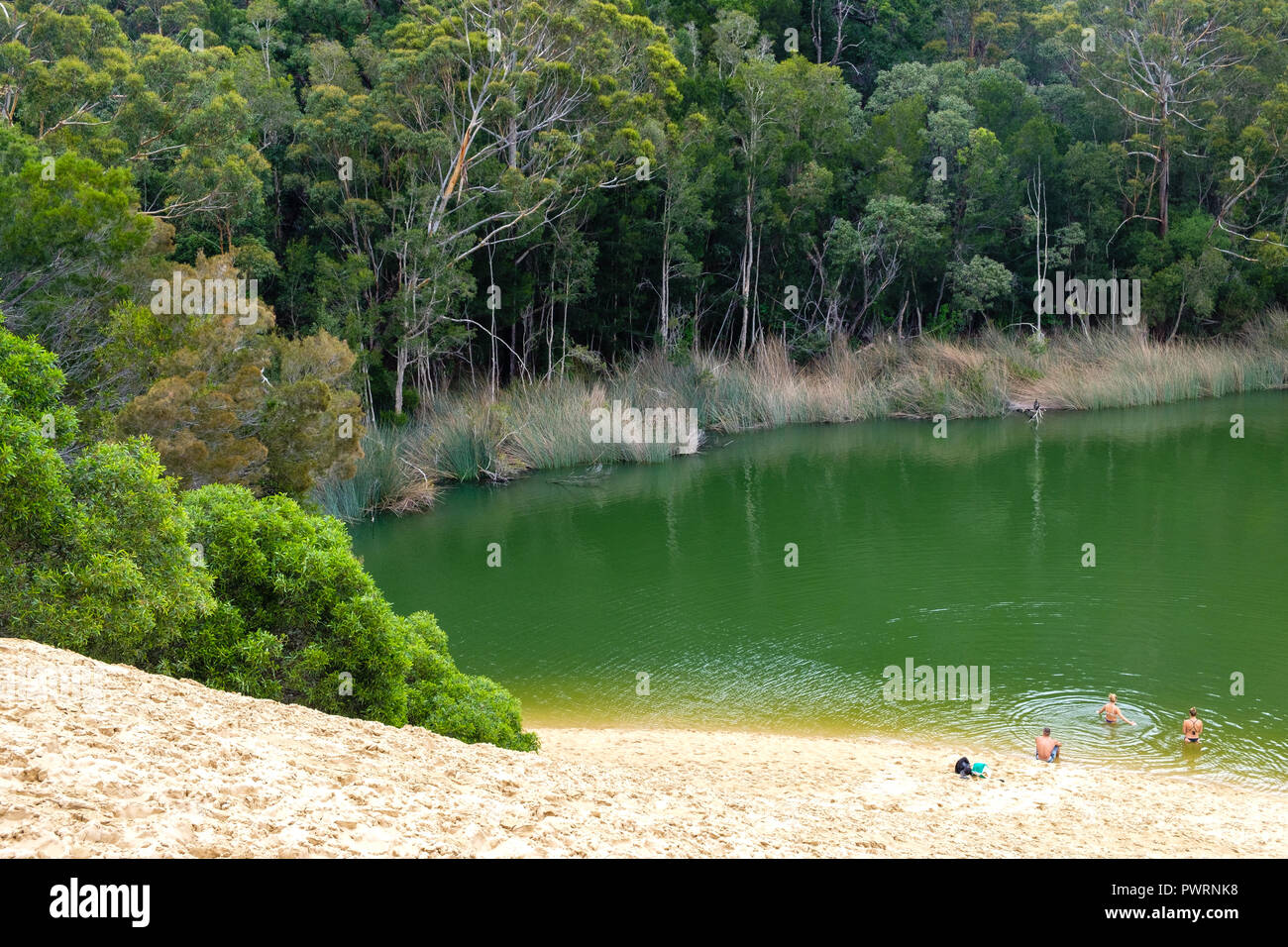 Lake Wabby - Fraser Island Stock Photo - Alamy