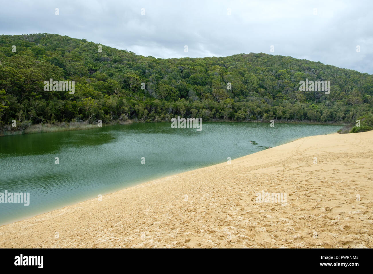 Lake Wabby - Fraser Island Stock Photo - Alamy