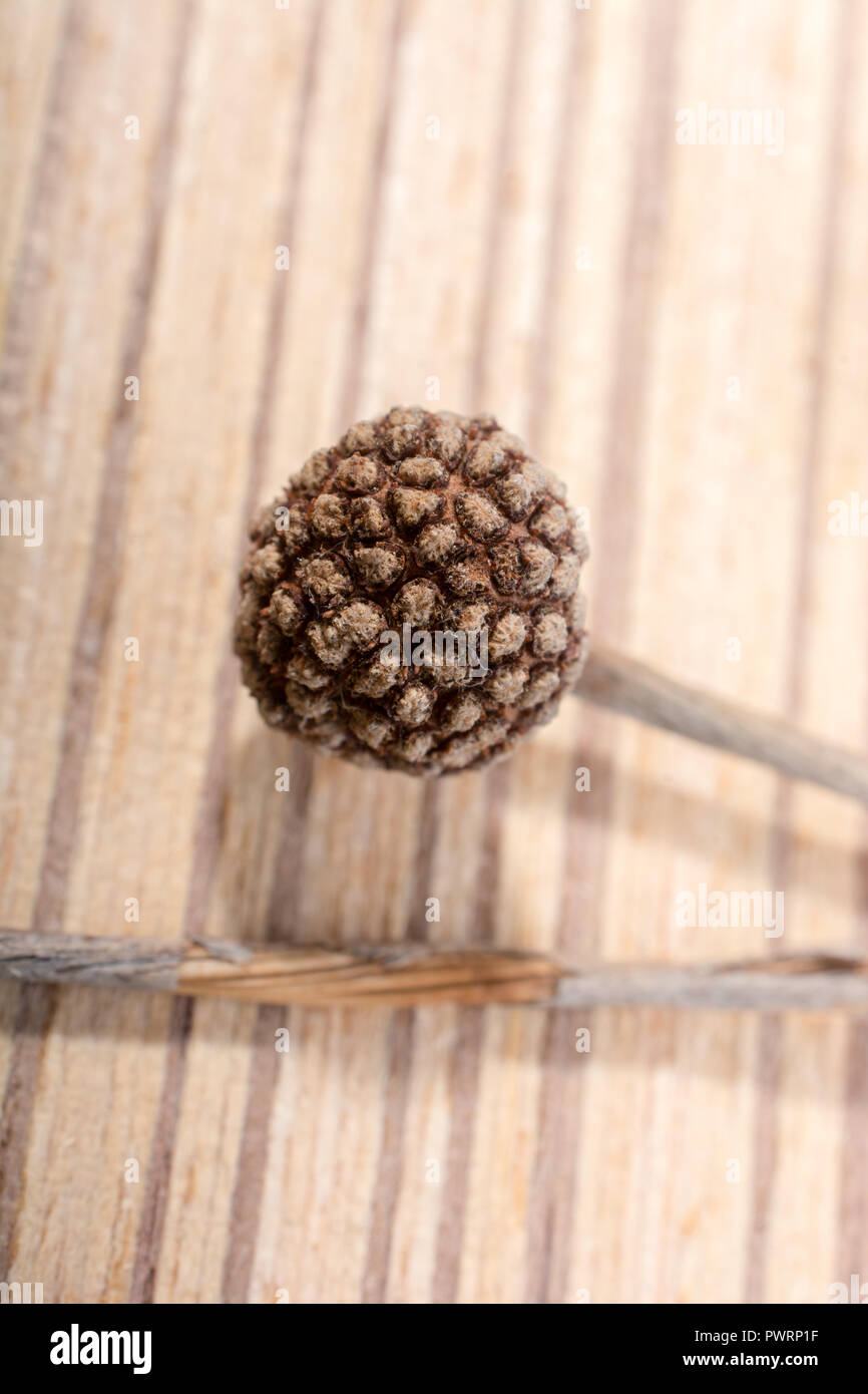 Cone pods on tree hi-res stock photography and images - Alamy