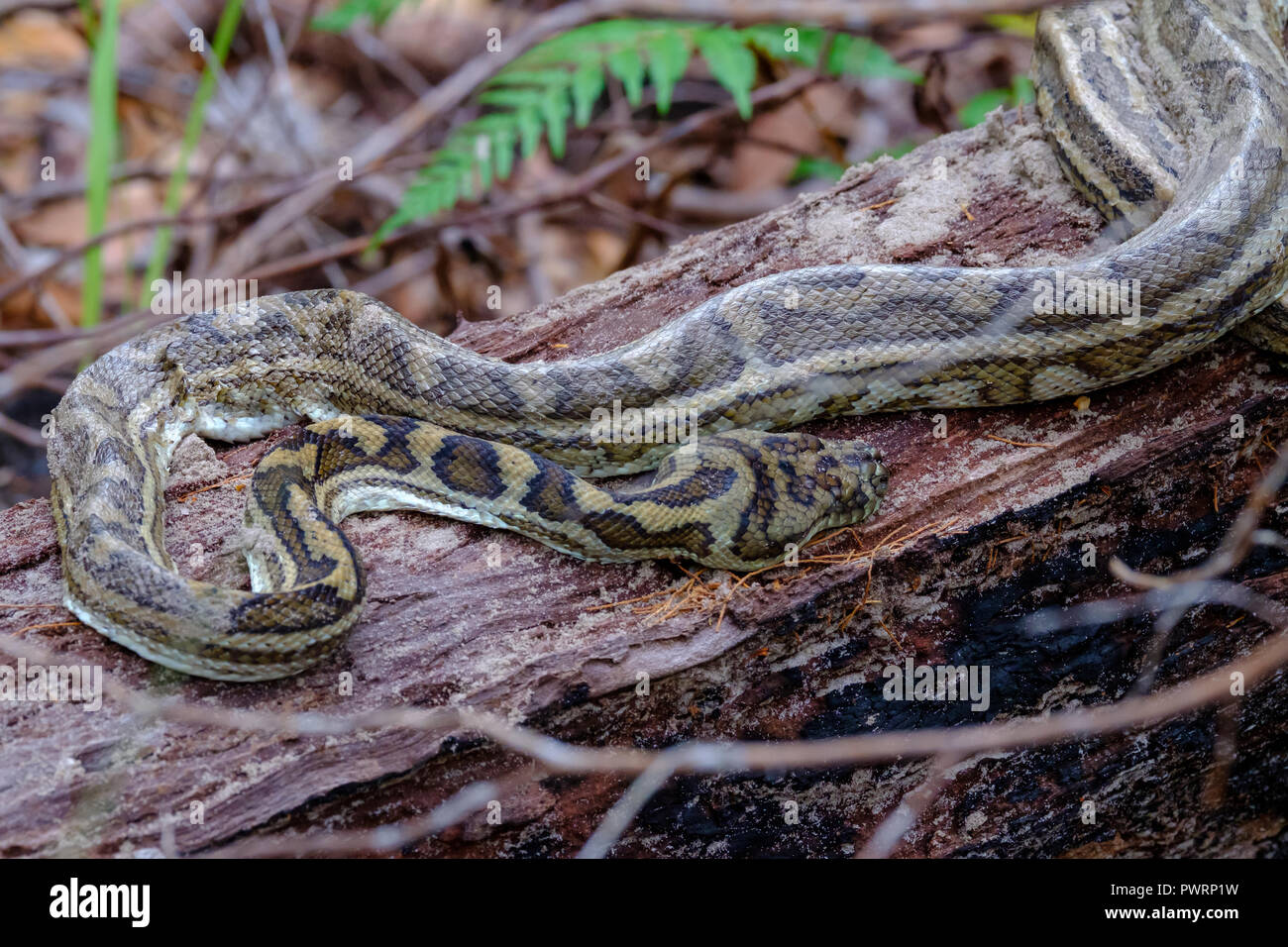 Python on the walk in to Lake Wabby - Fraser Island Stock Photo - Alamy