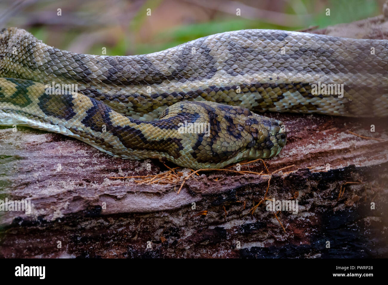 Python on the walk in to Lake Wabby - Fraser Island Stock Photo - Alamy