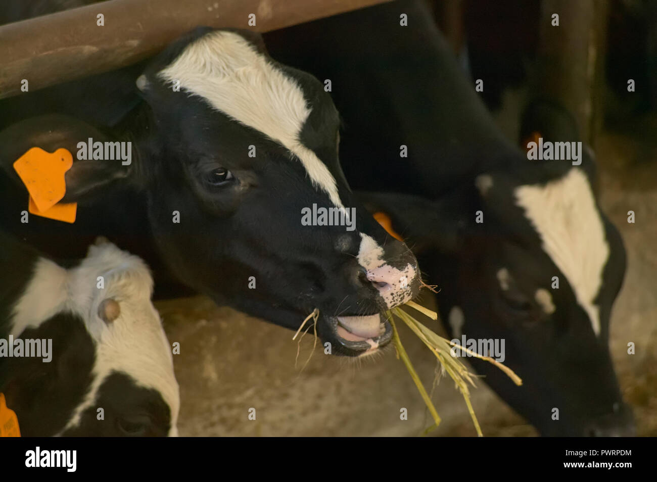 Two cows while eating hay of natural origin in a biological rearing in ...