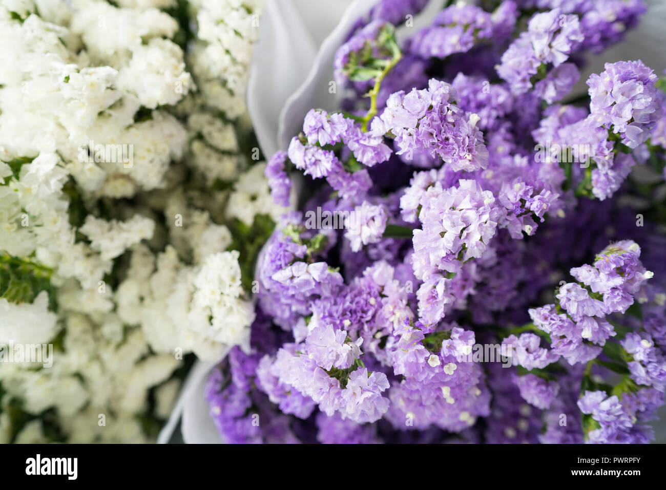 Statice flower hi-res stock photography and images - Alamy
