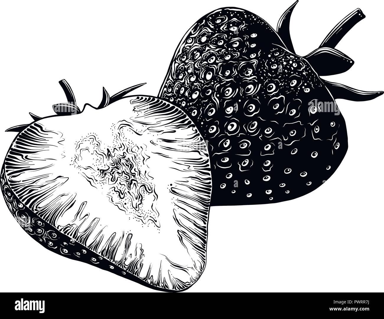 Hand drawn sketch of strawberry in black isolated on white background ...