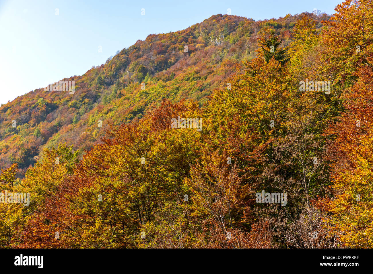 Trees in autumn, natural patterns and background Stock Photo - Alamy